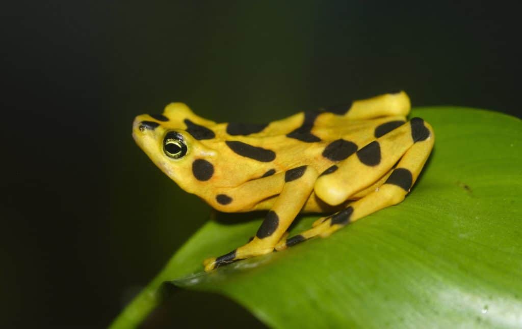 La Rana Dorada Beer Saves Endangered Frogs! - Panama Casco Viejo