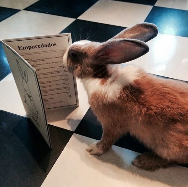 Dodó Bon Pan Café is "Owned" by a Rabbit From France! - Panama Casco Viejo