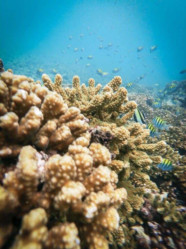 Caribbean Snorkeling Adventure - Panama Casco Viejo