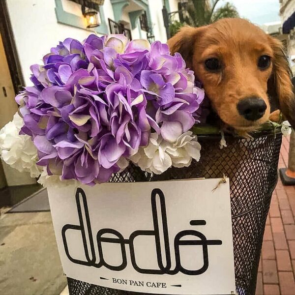 Dodó Bon Pan Café is "Owned" by a Rabbit From France! - Panama Casco Viejo