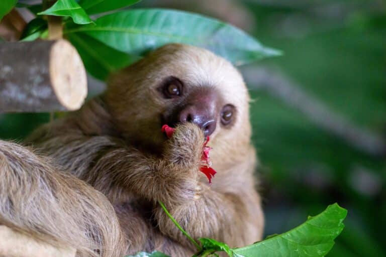 Gamboa Exhibitions: Sloth Sanctuary, Butterflies, Orchids and Frogs ...