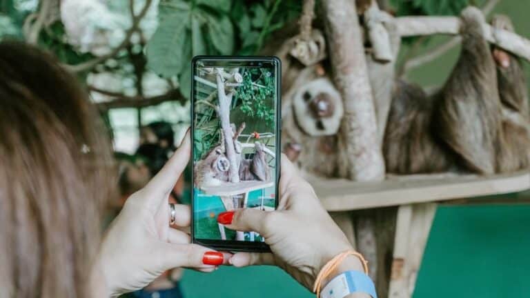 Gamboa Exhibitions: Sloth Sanctuary, Butterflies, Orchids and Frogs ...