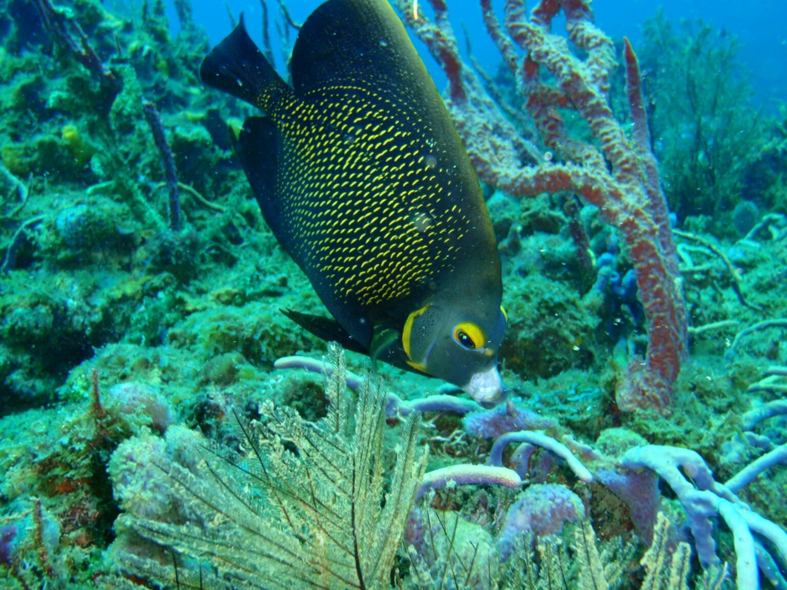 Discover Scuba in Portobelo - Panama Casco Viejo
